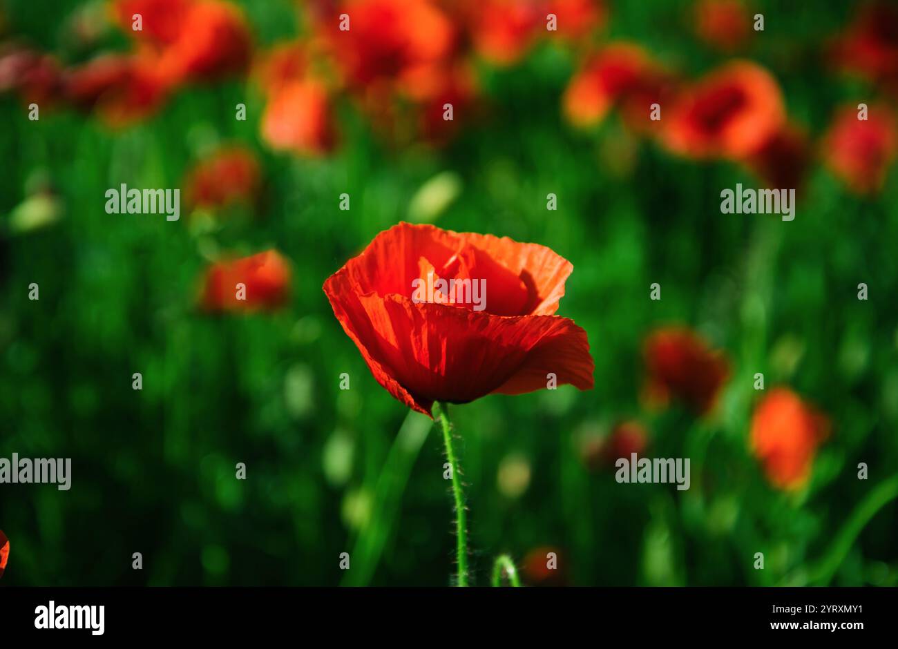 Poppy flowers field. Anzac day banner. Remembrance day, Memorial in New ...