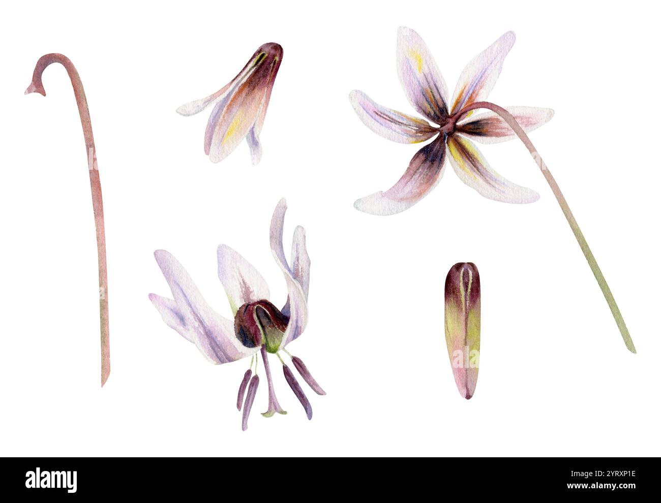 Spring flower, fawn trout lily with stem and buds, white brown ...