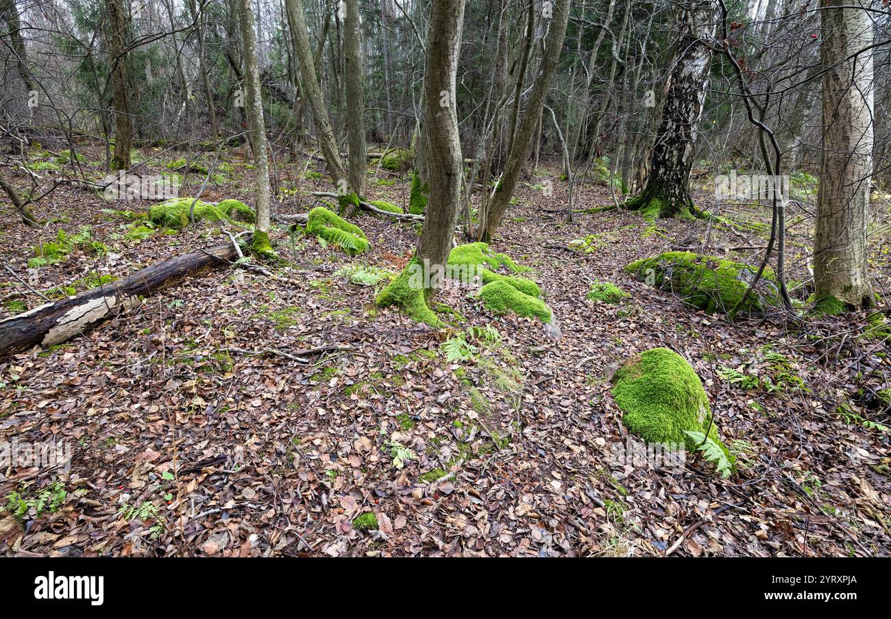 Mossy forest floor in autumn Stock Photo - Alamy