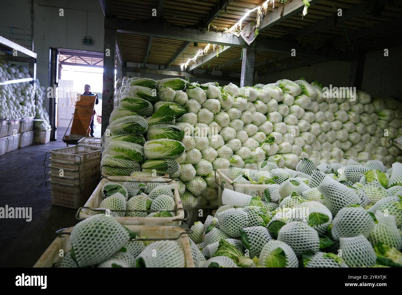 Vegetables waiting for export in cold storage. After the opening of the ...