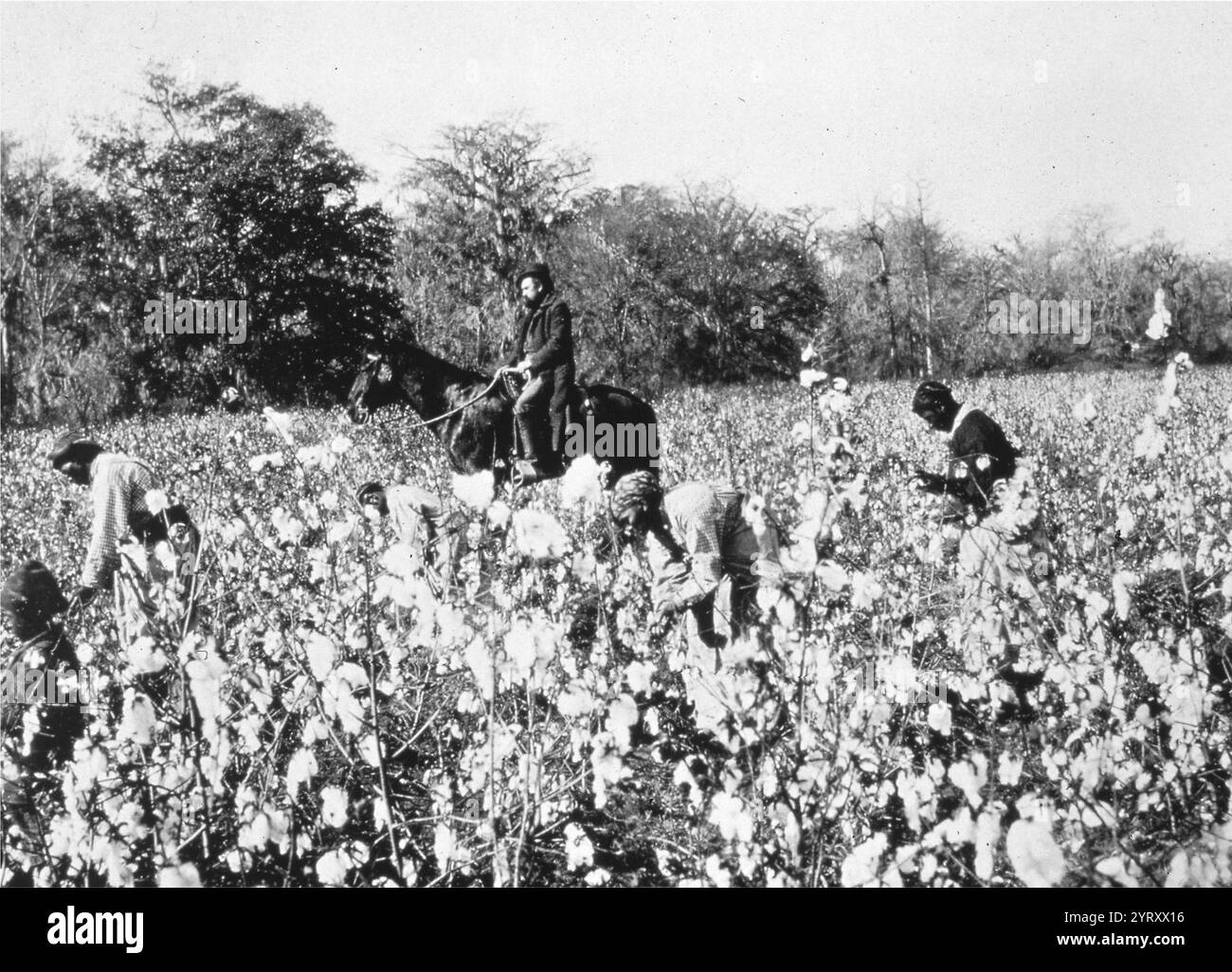 Slaves picking cotton while watched by a white overseer on horseback ...
