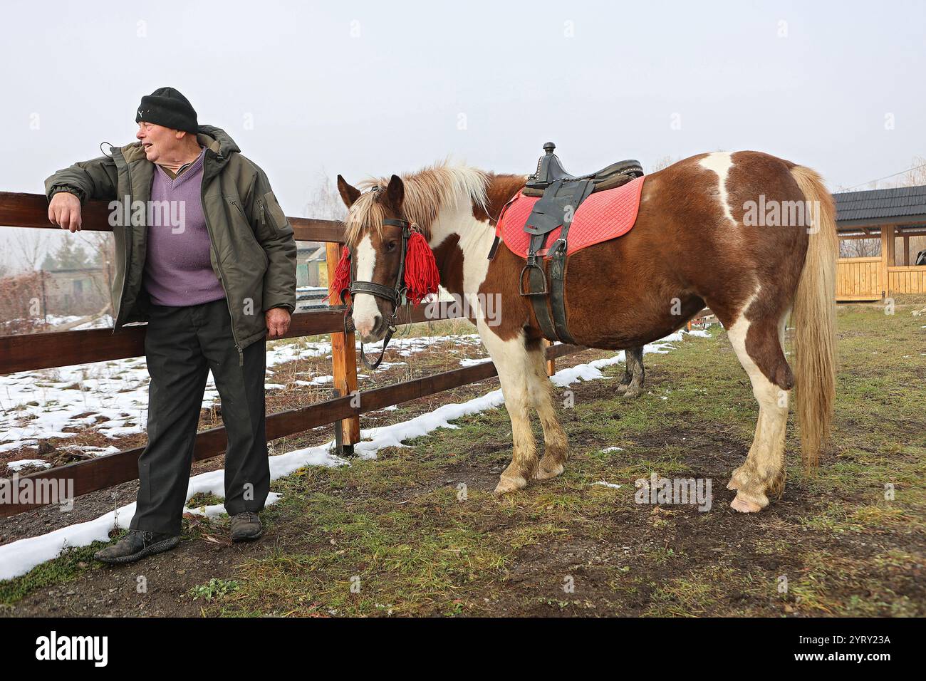 KOSIV, UKRAINE - DECEMBER 2, 2024 - A worker stands by a Hutsul pony ...