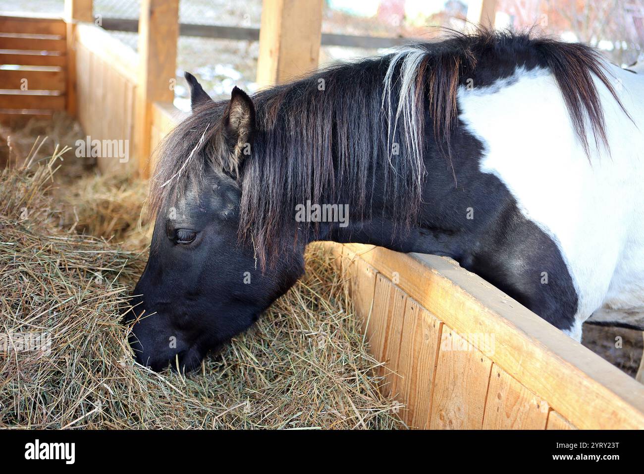 KOSIV, UKRAINE - DECEMBER 2, 2024 - A Hutsul pony, also known as a ...