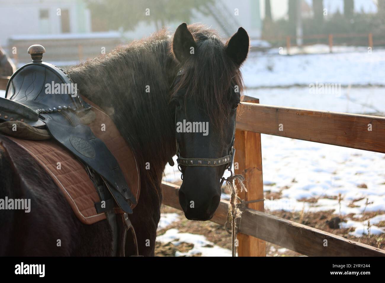 KOSIV, UKRAINE - DECEMBER 2, 2024 - A Hutsul pony, also known as a ...