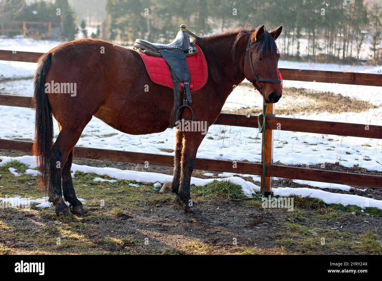 KOSIV, UKRAINE - DECEMBER 2, 2024 - A Hutsul pony, also known as a ...
