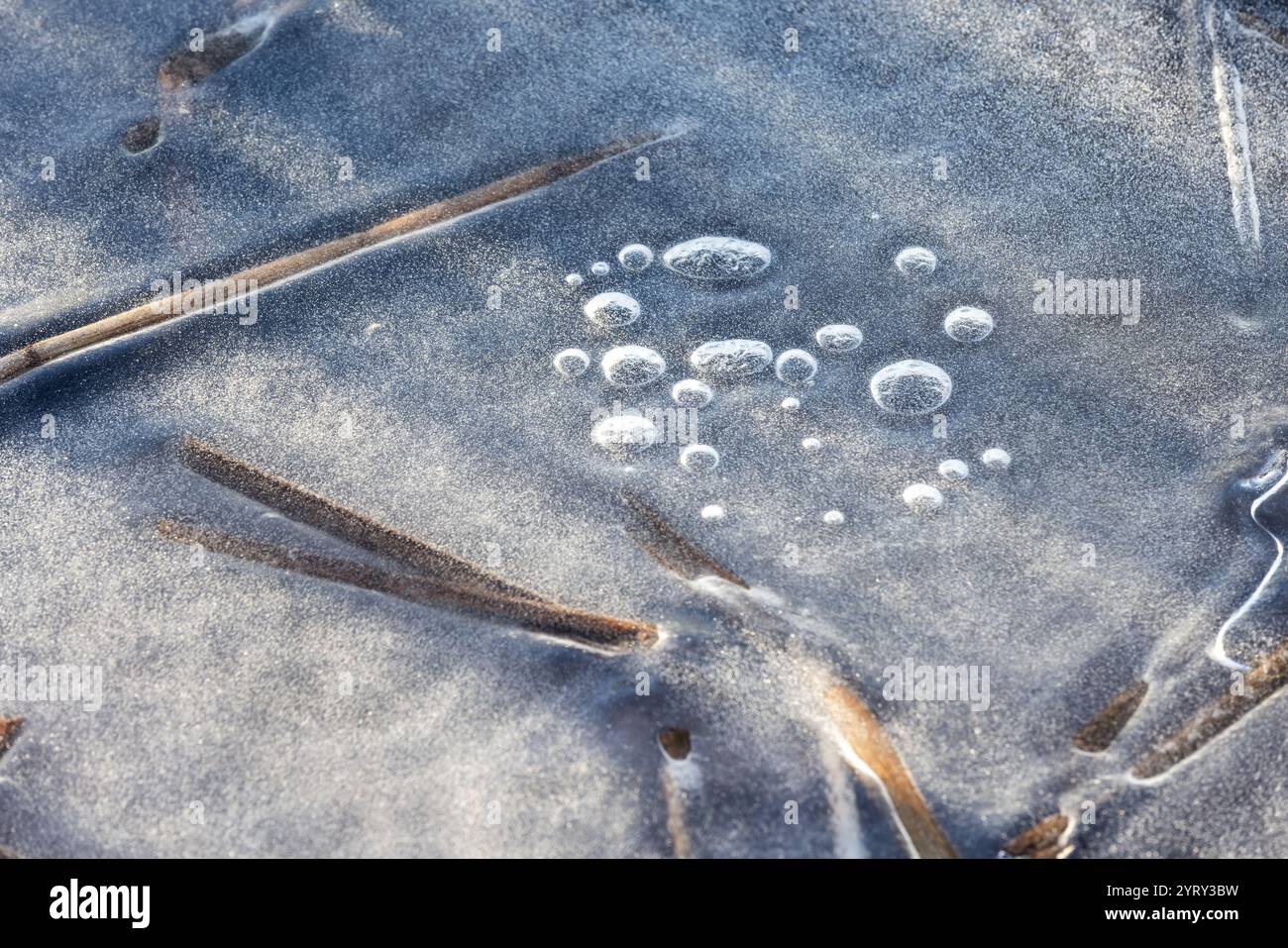 Frozen bubbles and reed are under thin ice layer on a frozen lake ...