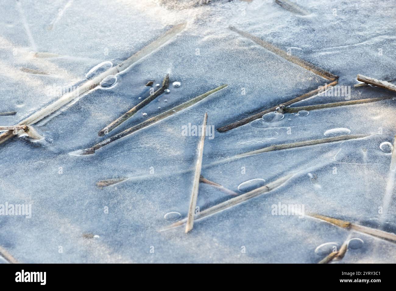 Frozen bubbles and reed stalks are under thin ice layer on a frozen ...