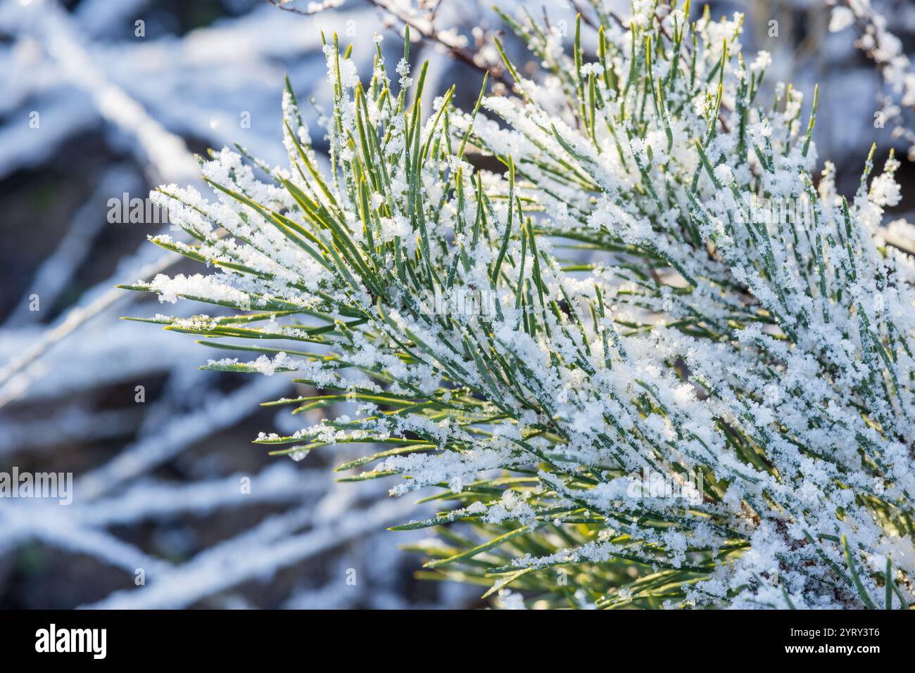 Branch coniferous plant long soft hi-res stock photography and images ...