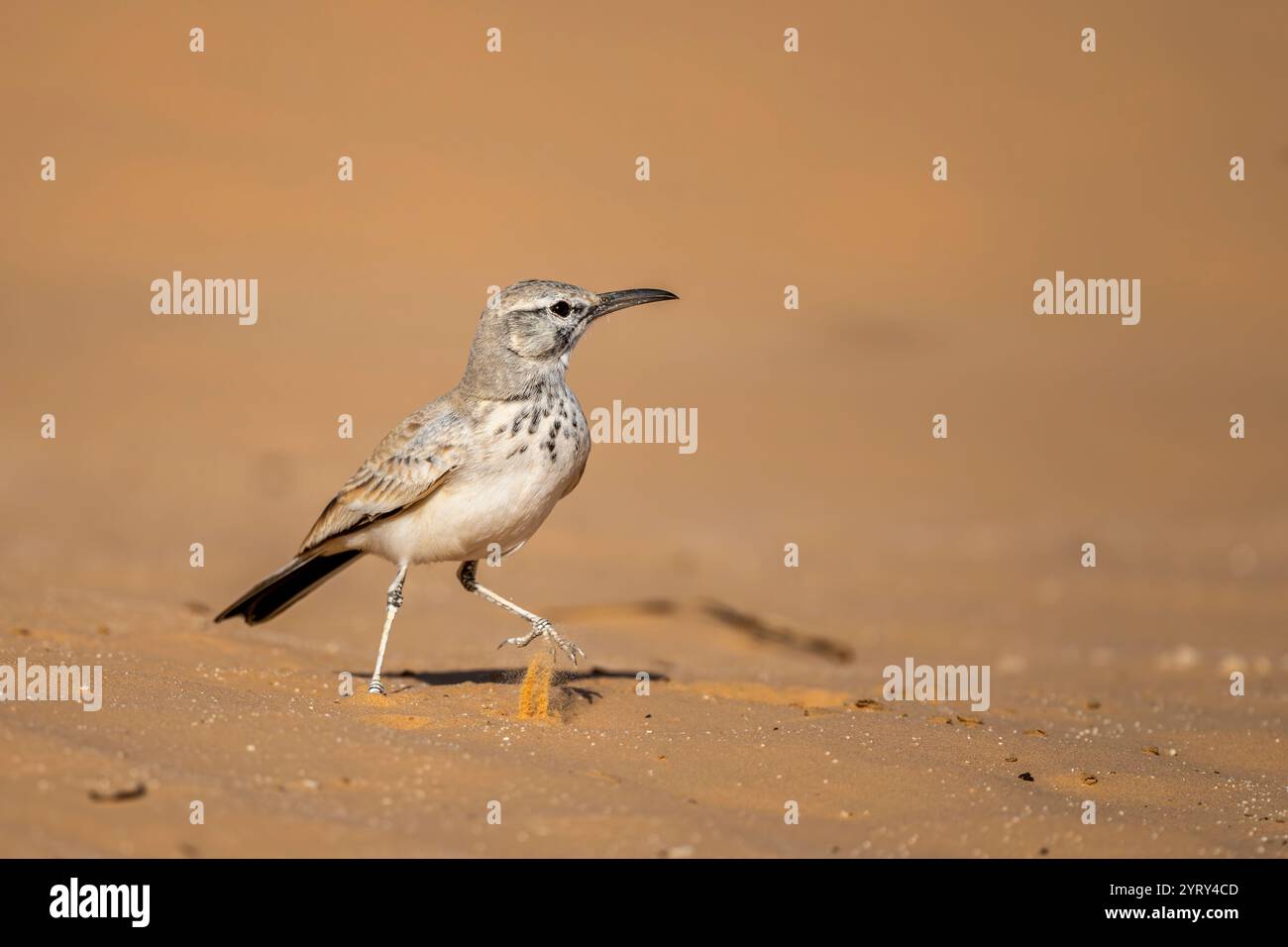 Greater hoopoe-lark, Alaemon alaudipes, Sahara Desert, Tunisia Stock ...