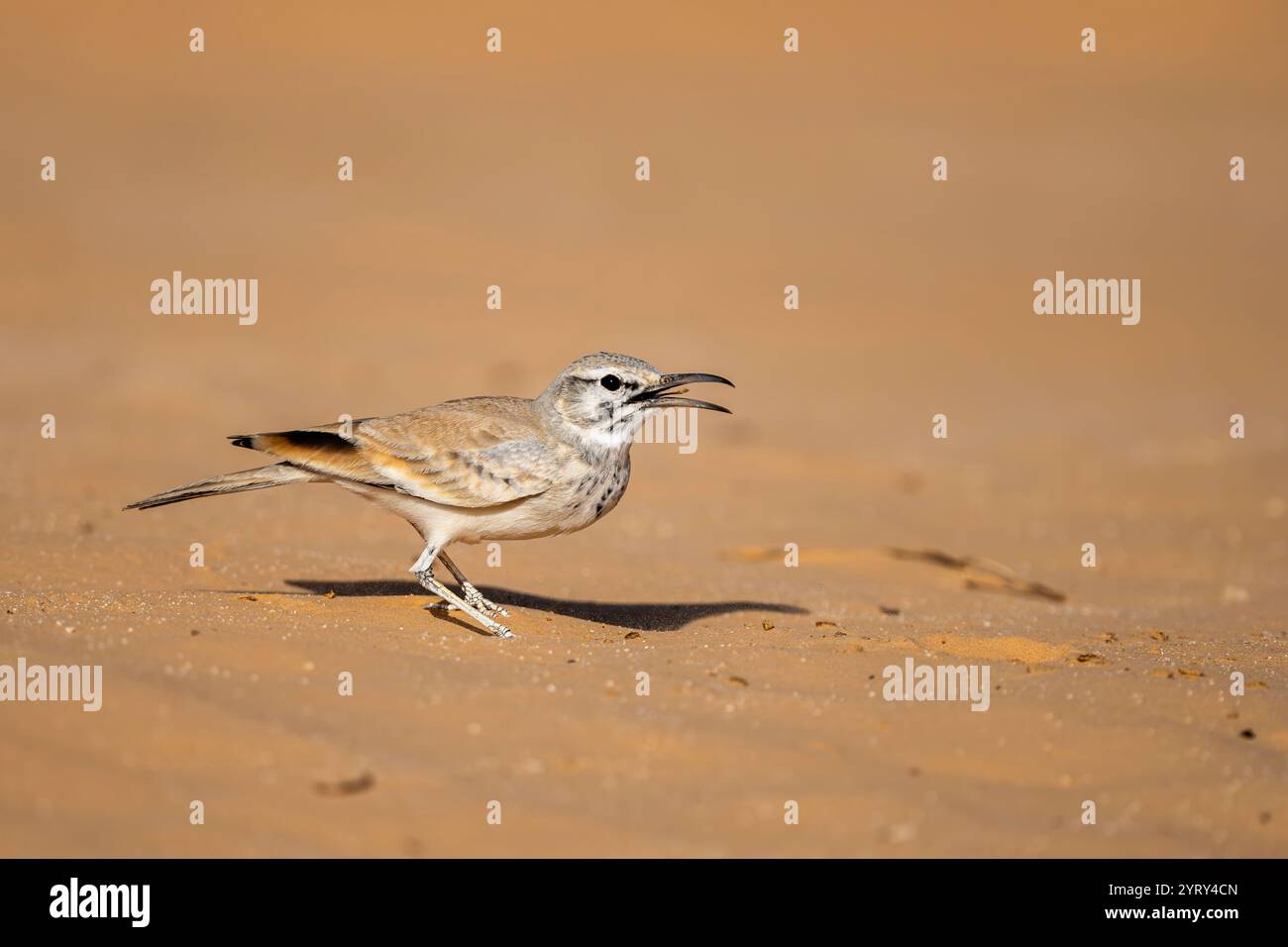 Greater hoopoe-lark, Alaemon alaudipes, Sahara Desert, Tunisia Stock ...