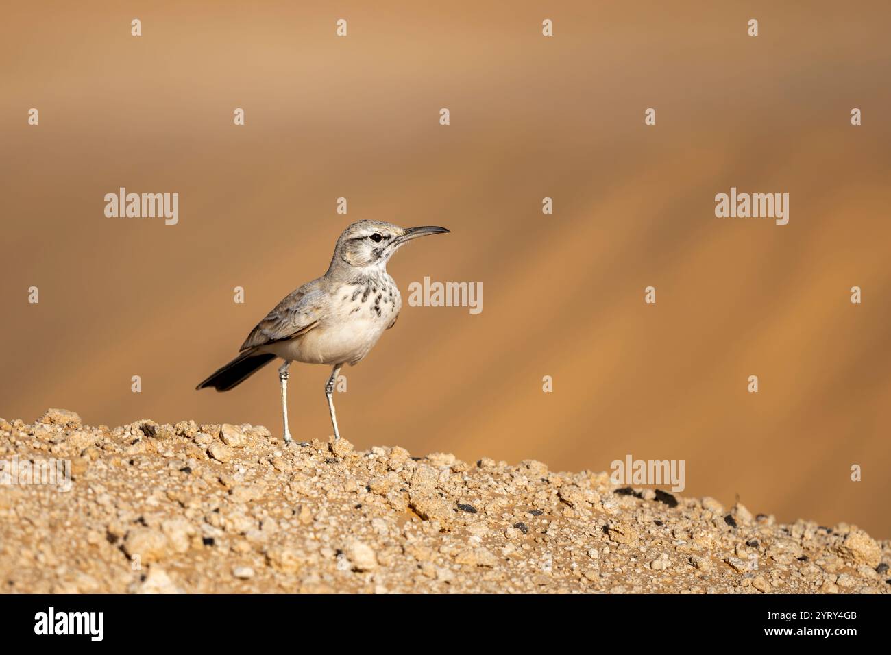Greater hoopoe-lark, Alaemon alaudipes, Sahara Desert, Tunisia Stock ...