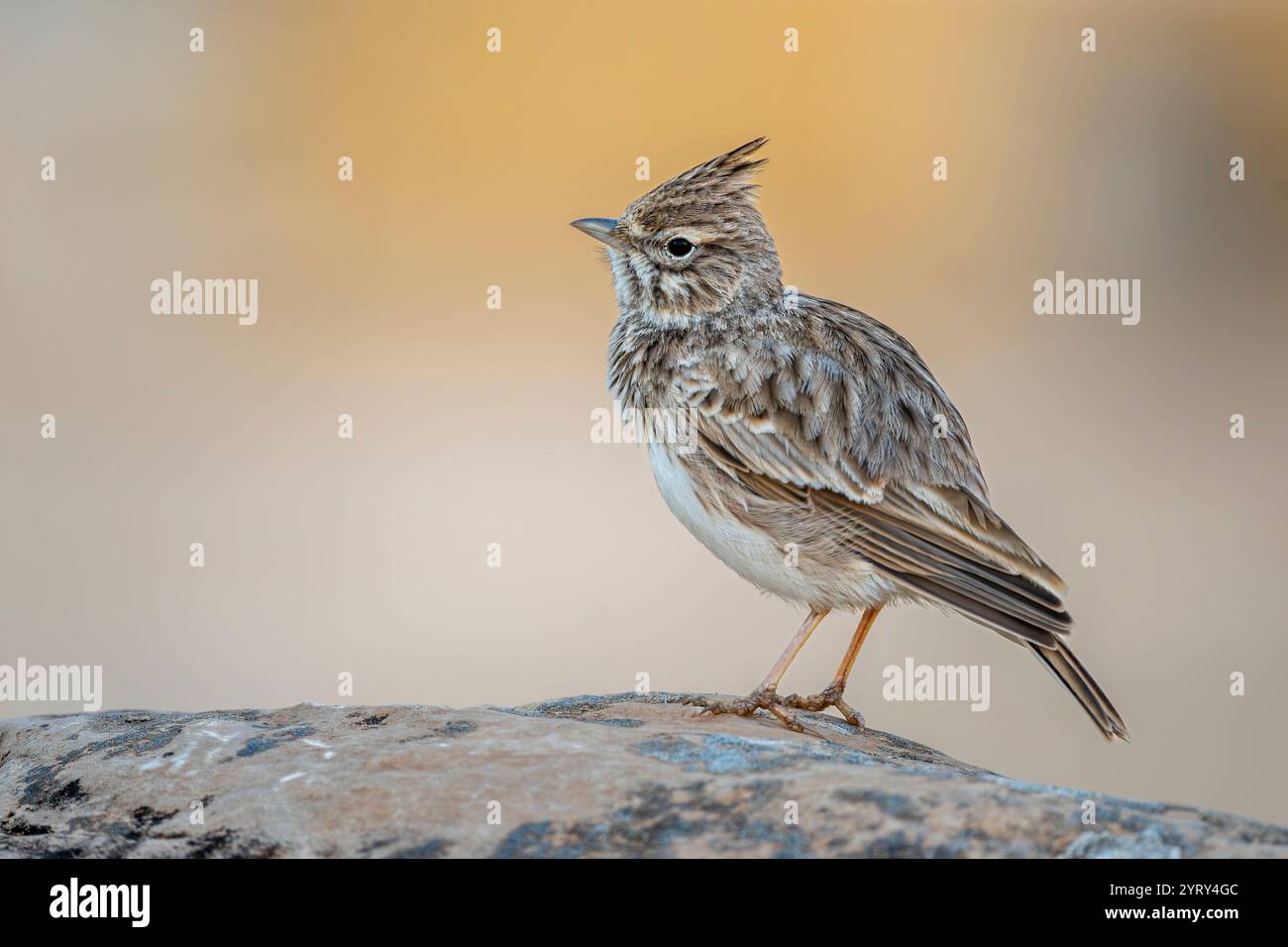 Colorful background with a bird. The crested lark, Galerida cristata ...