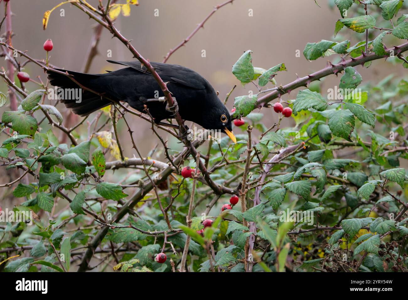 Tick parasite on blackbird near eye hi-res stock photography and images ...