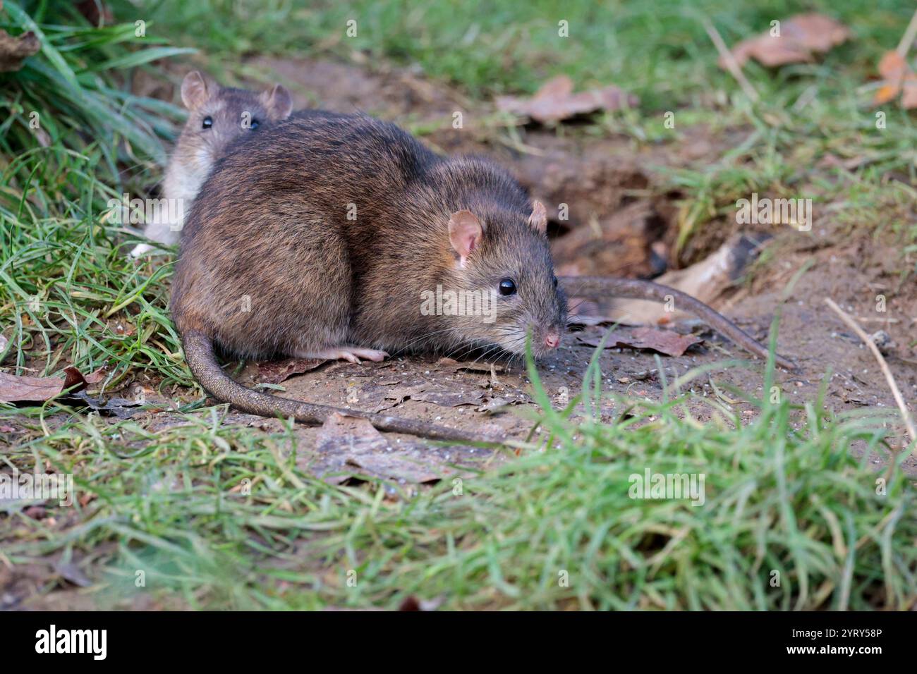 Grass rats hi-res stock photography and images - Alamy