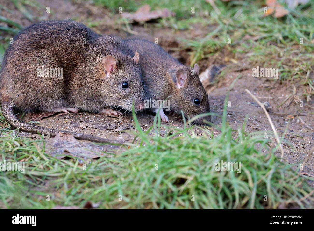 Brown rat landscape format hi-res stock photography and images - Alamy
