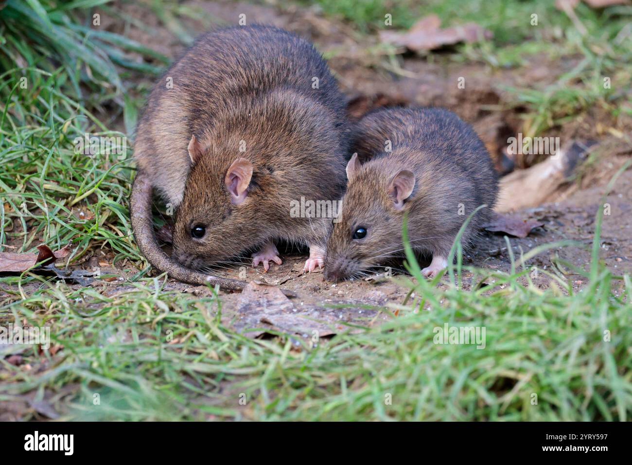 Brown rat landscape format hi-res stock photography and images - Alamy
