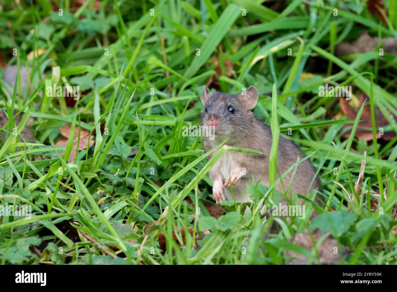 Brown rat rats Rattus norvegicus, on grass in bird hide grey brown fur ...