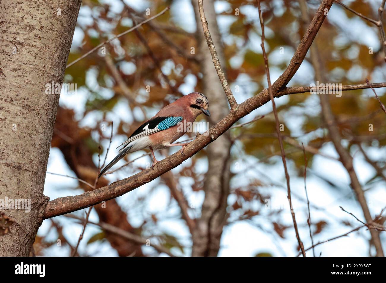 Jay Garrulus glandarius, pinkish buff body white undertail and rump ...