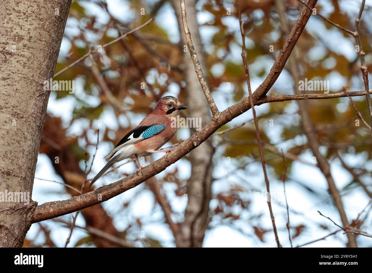 Jay Garrulus glandarius, pinkish buff body white undertail and rump ...