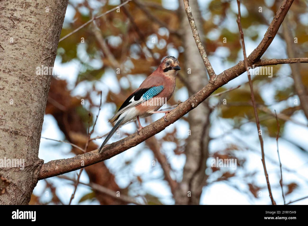 Jay Garrulus glandarius, pinkish buff body white undertail and rump ...