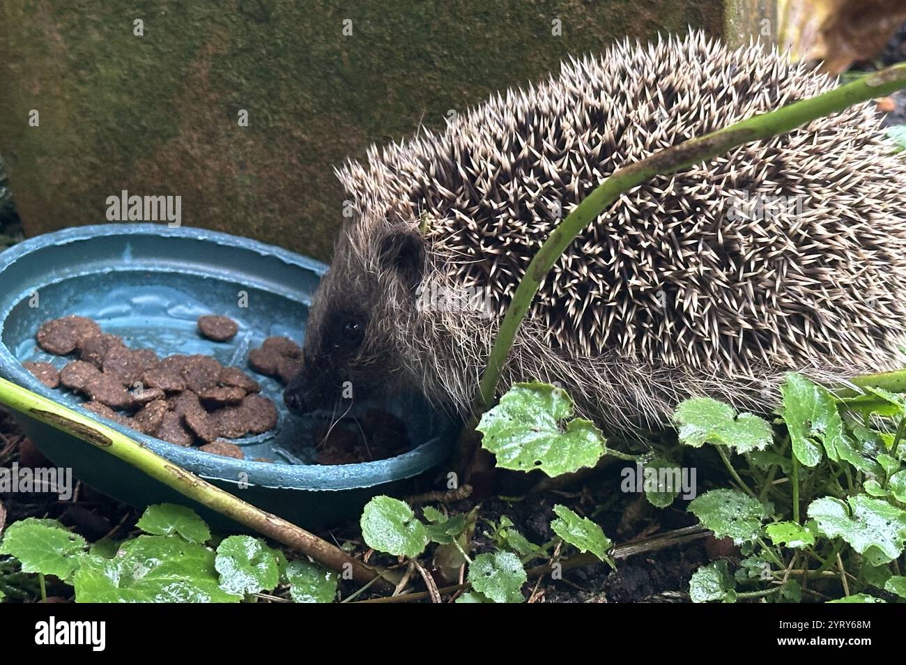 Rondscharrelen hi-res stock photography and images - Alamy