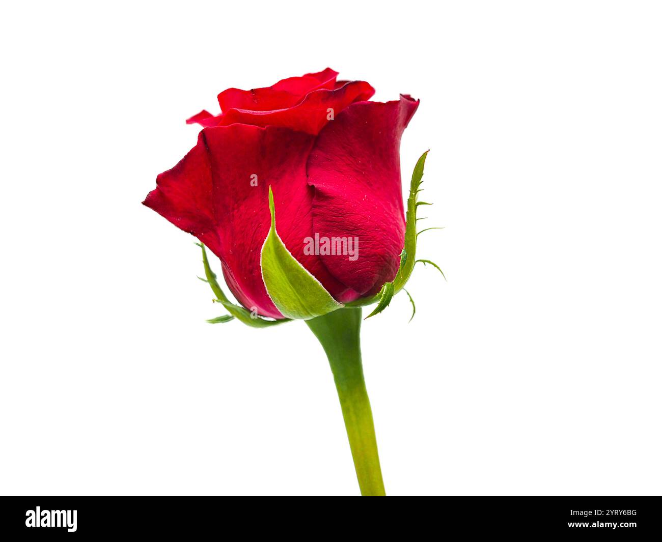 Macro shot of a radiant rose with clear, defined contours of the petals ...