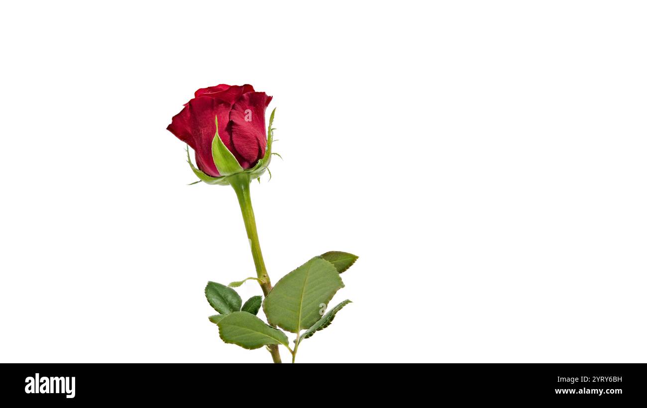 Macro shot of a radiant rose with clear, defined contours of the petals ...