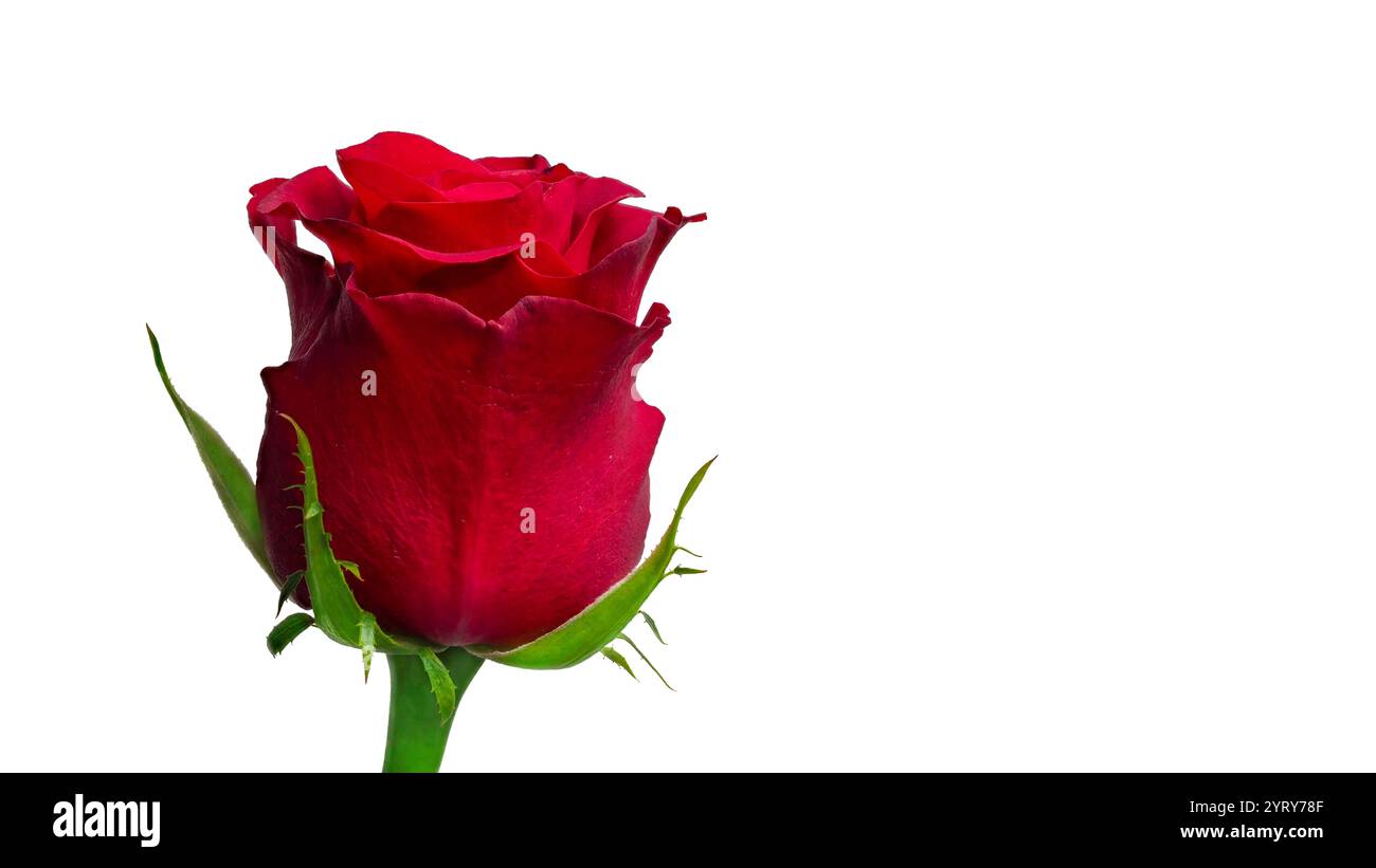 Macro shot of a radiant rose with clear, defined contours of the petals ...