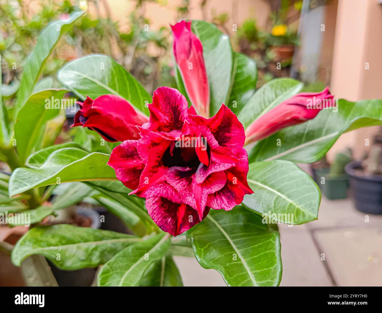Flower of Adenium at Thai.(Desert Rose, Impala Lily, Mock Azalea Stock ...