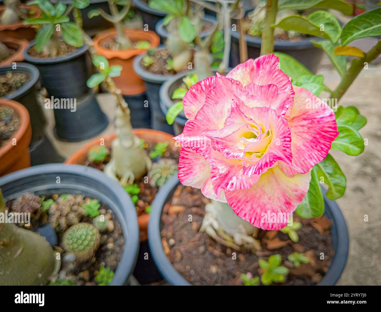 Flower of Adenium at Thai.(Desert Rose, Impala Lily, Mock Azalea Stock ...