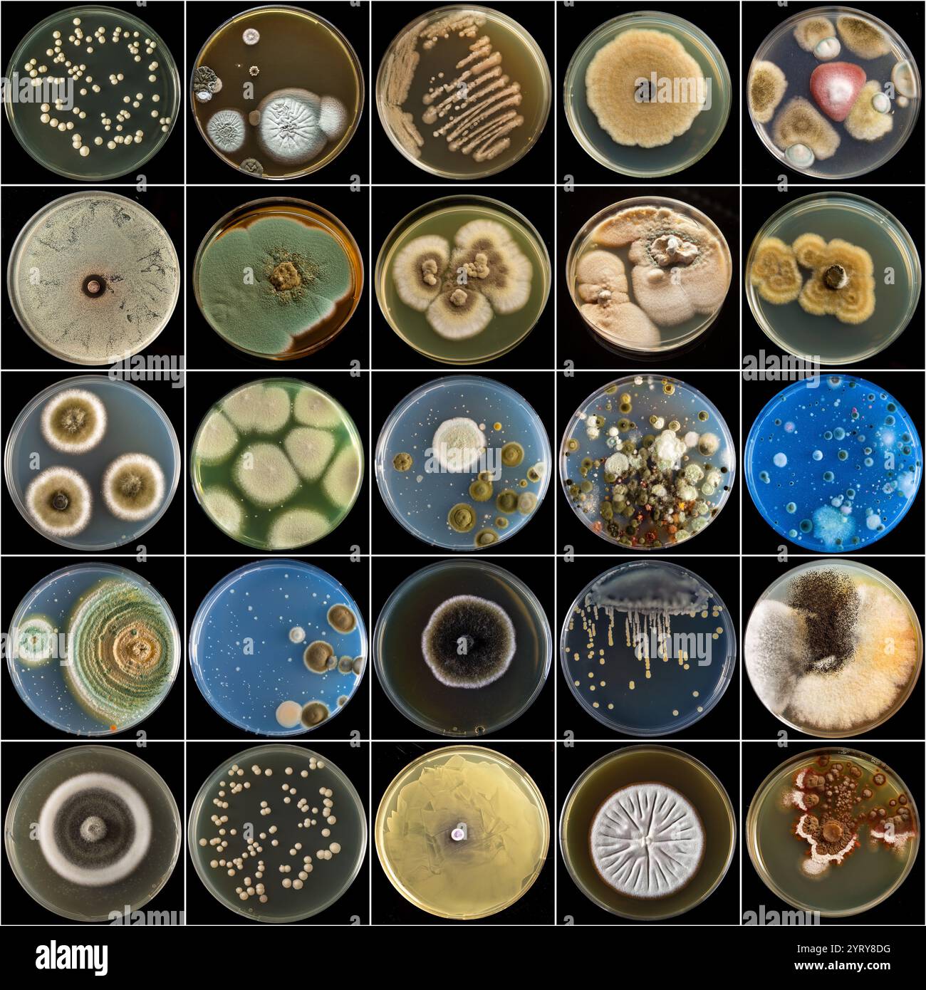 Colorful bacteria and fungi growing inside petri dishes, creating an ...