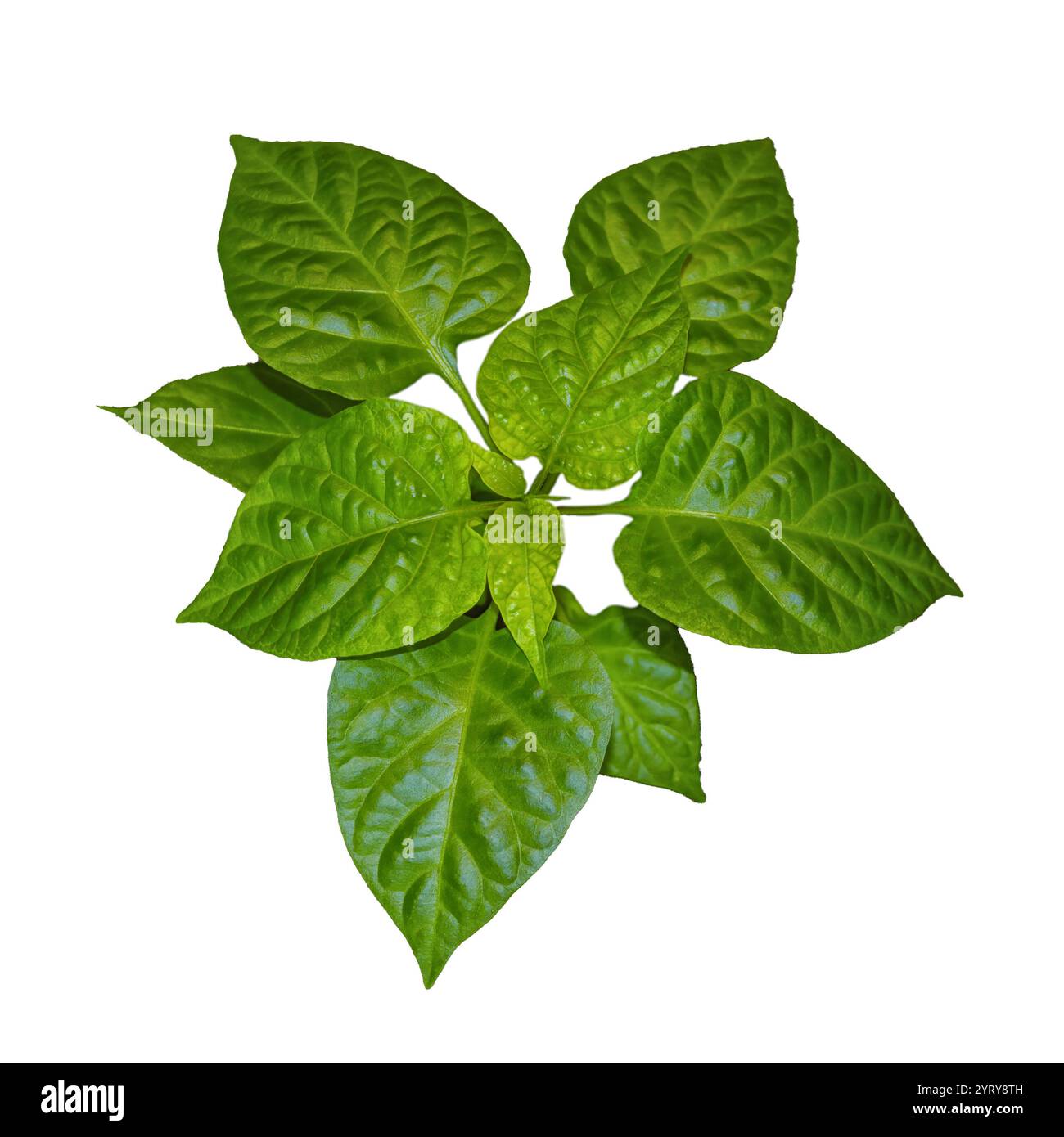 Sprout of Habanero Chili Pepper Plant Grown from Seed. Pepper Sprout ...