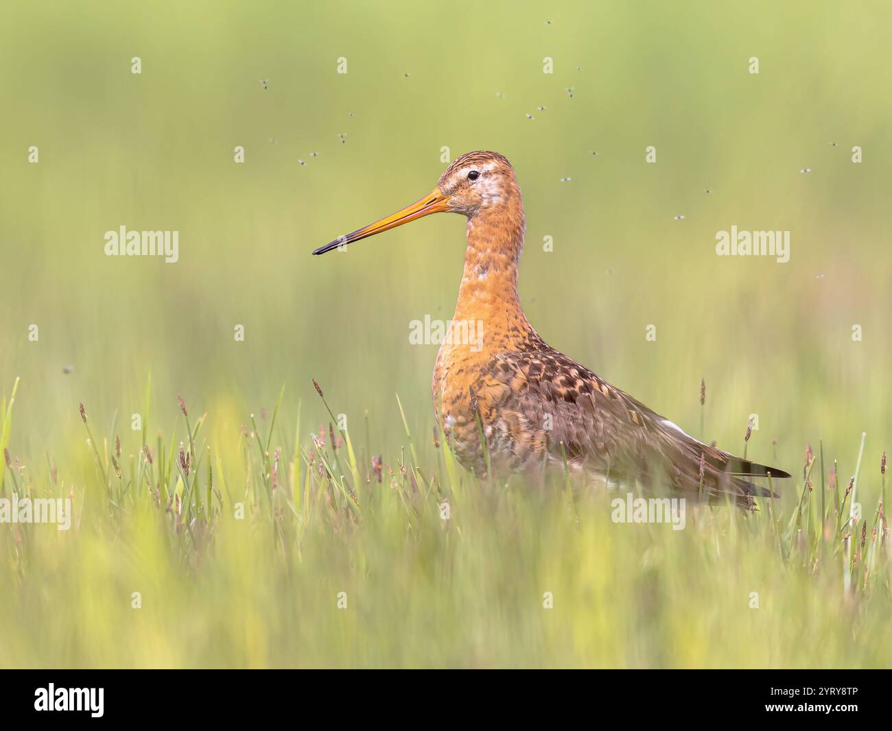 Black-tailed Godwit (Limosa limosa) wader bird with insects looking in ...