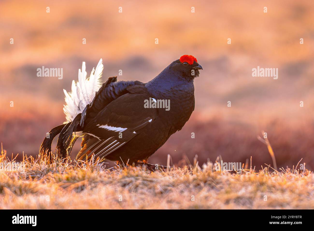 Black grouse (Lyrurus tetrix), also known as northern black grouse ...