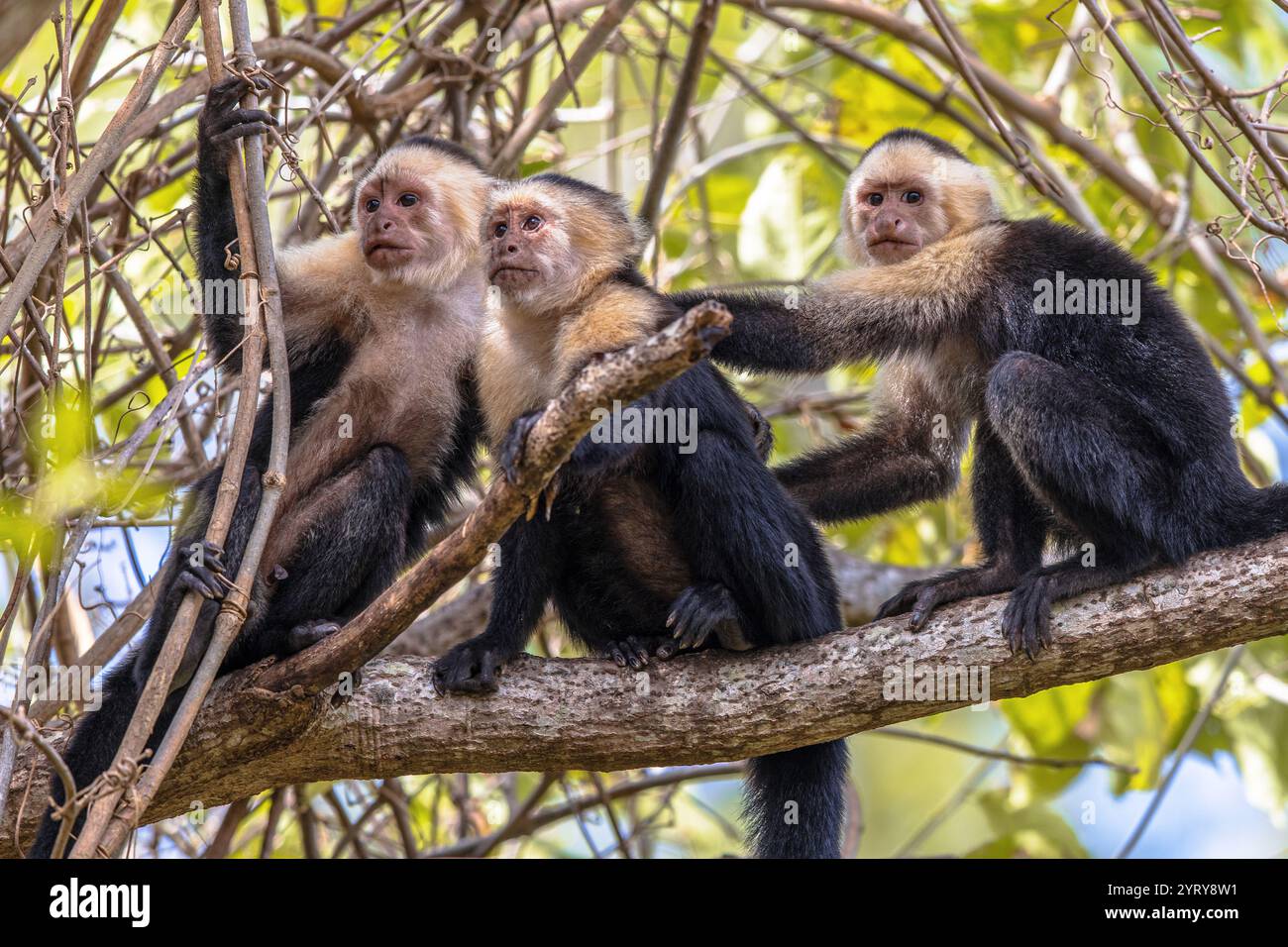 Capuchin monkey (Cebus imitator) is a New World monkeys of the ...