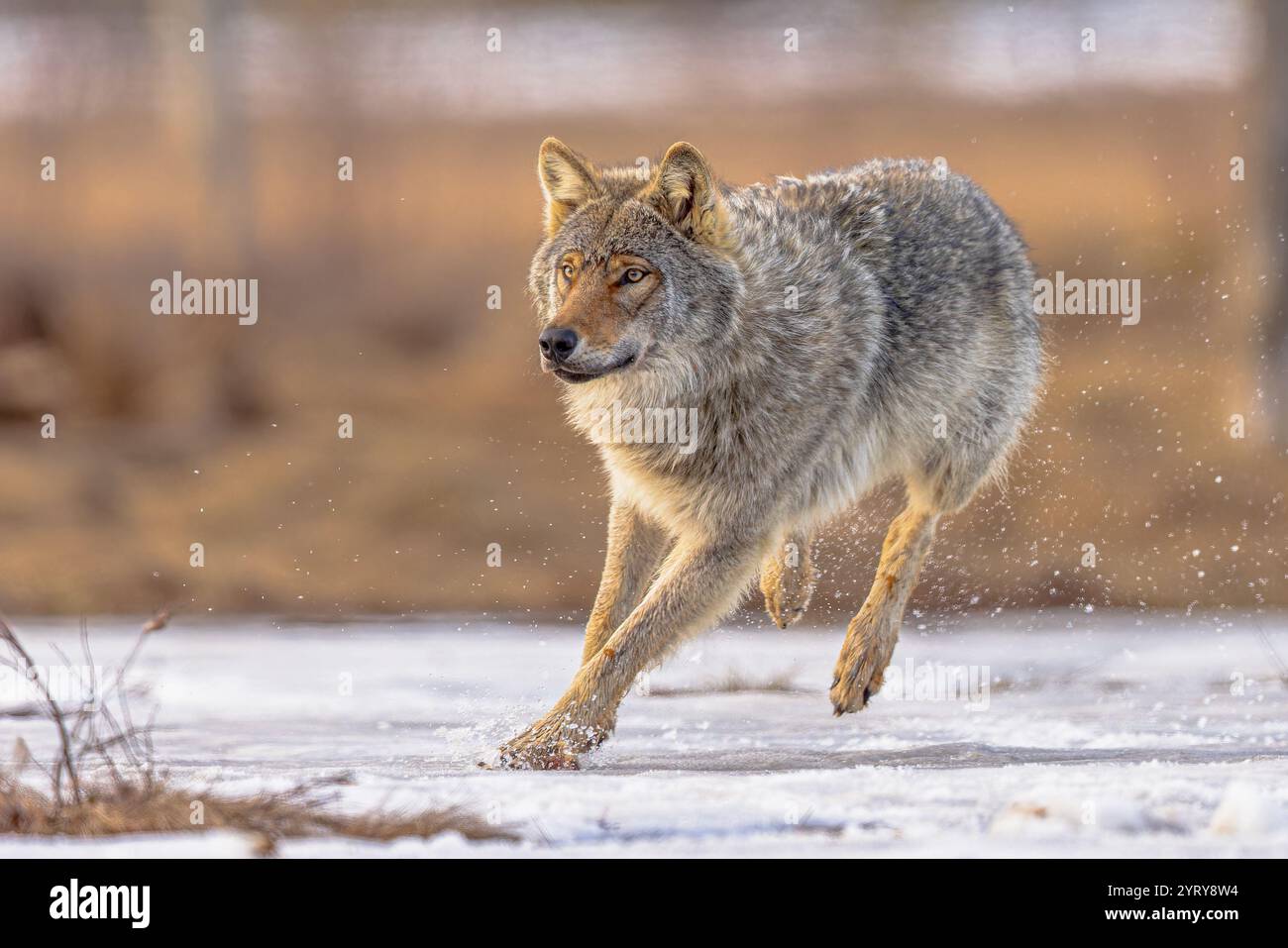 Eurasian wolf (Canis lupus lupus), also known as the common wolf, is a ...