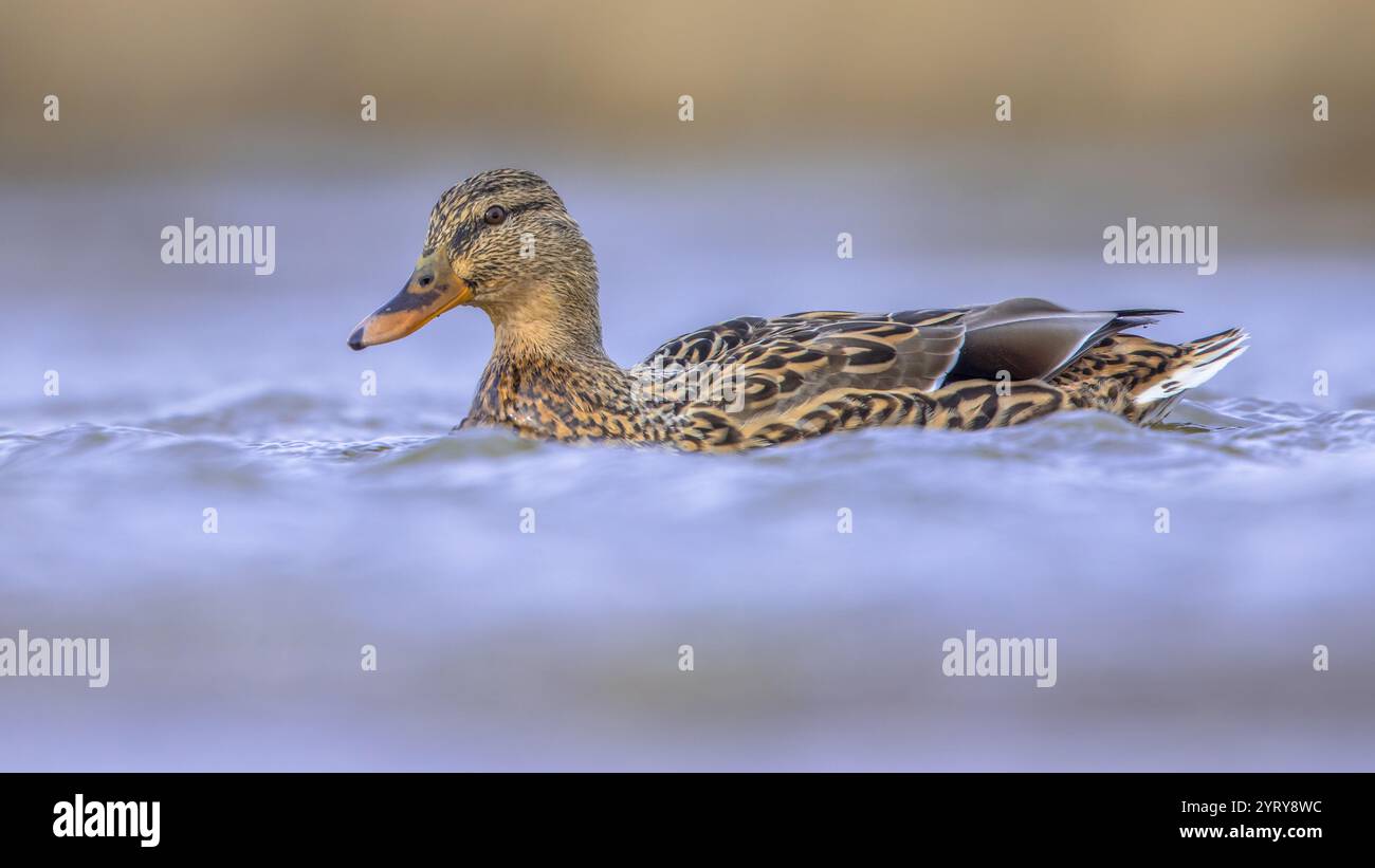 Female Mallard (Anas platyrhynchos) swimming in water of wetland in the ...