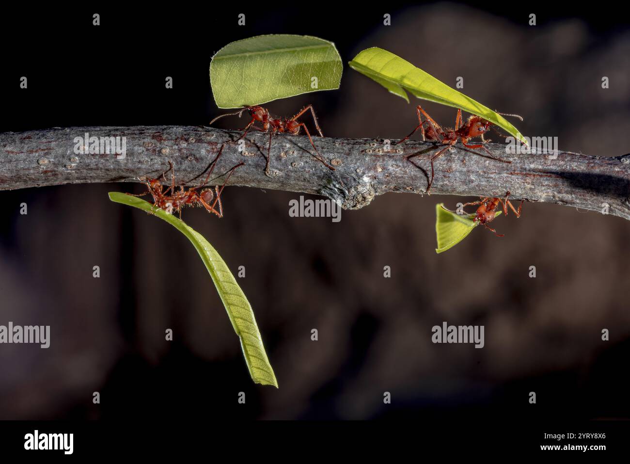 Atta sexdens is a species of leafcutter ant belonging to the tribe ...