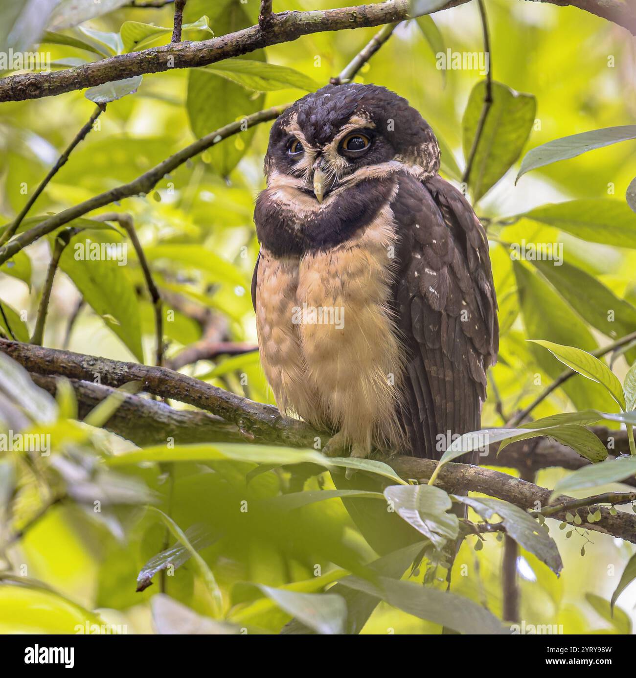 Bird of preay hi-res stock photography and images - Alamy
