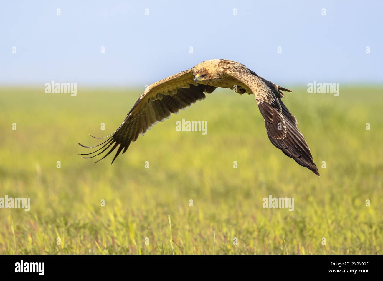 Spanish Imperial Eagle (Aquila adalberti) juvenile flying on bright ...