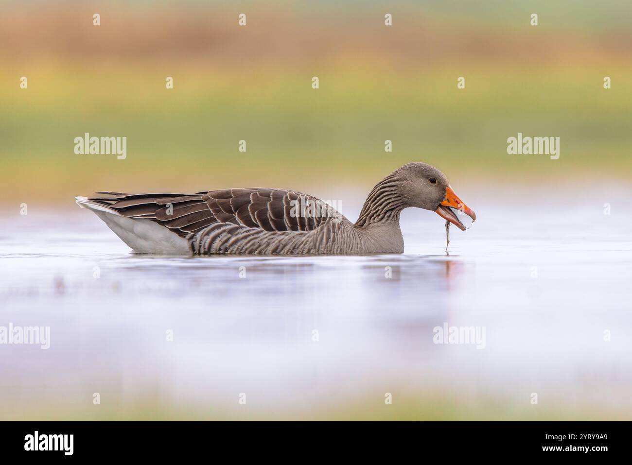 Swimming Greylag goose (Anser anser) bird eating water plants. This ...