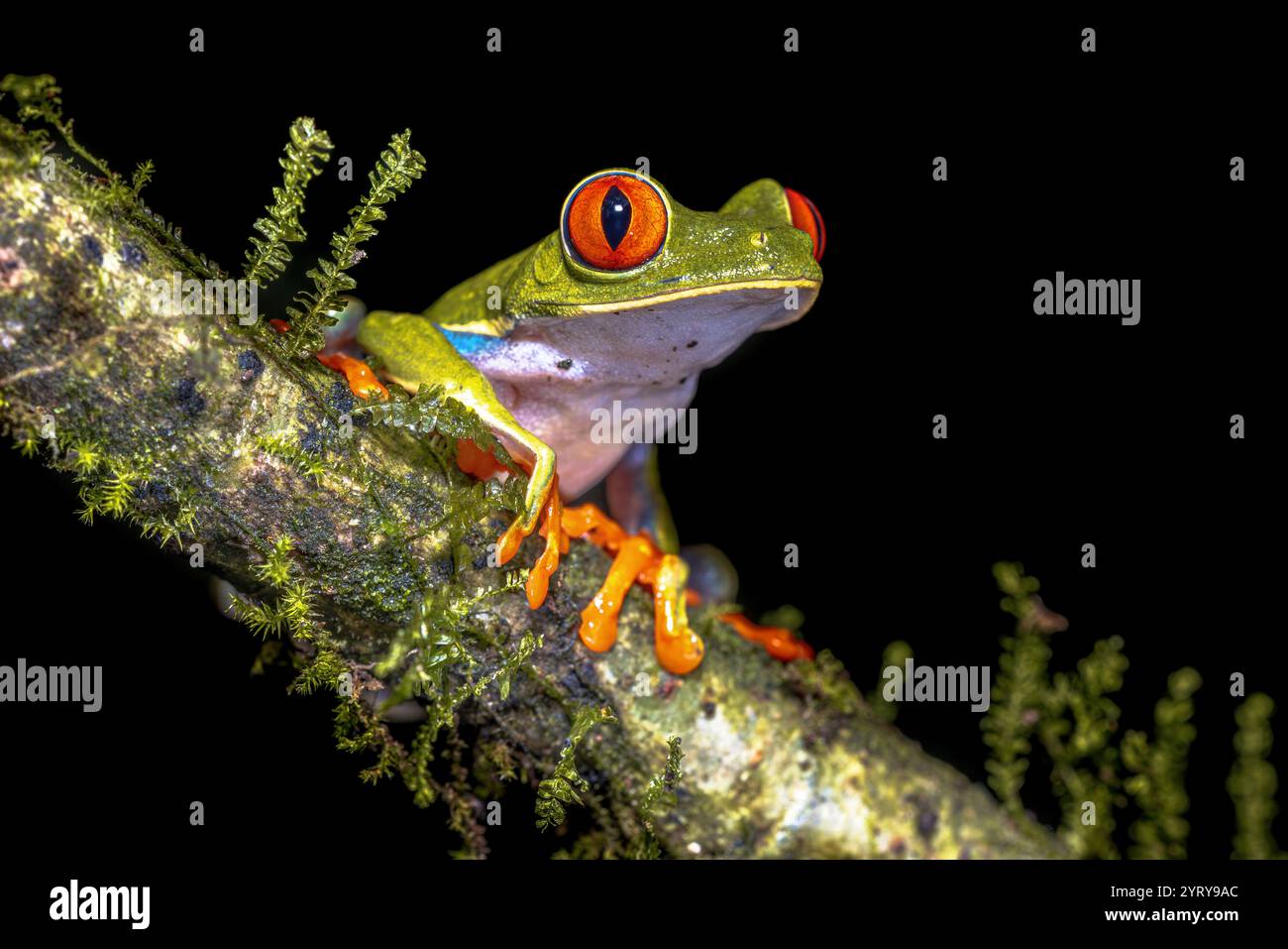 Red eyed leaf Frog (Agalychnis callidryas) climbing on brach of tree in ...