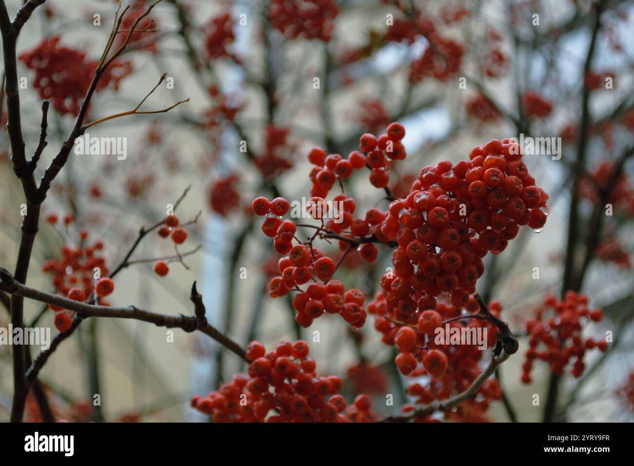 Rain of ash hi-res stock photography and images - Alamy