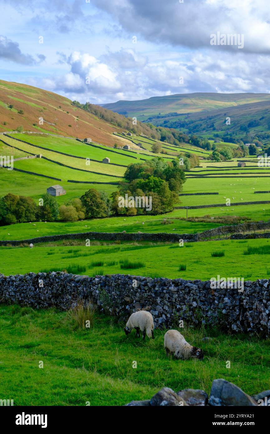 Vibrant early autumn landscape view of Swaledale drystone walls and ...