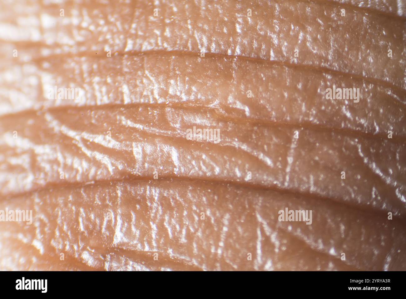 Macro photography reveals intricate details of human skin, highlighting ...