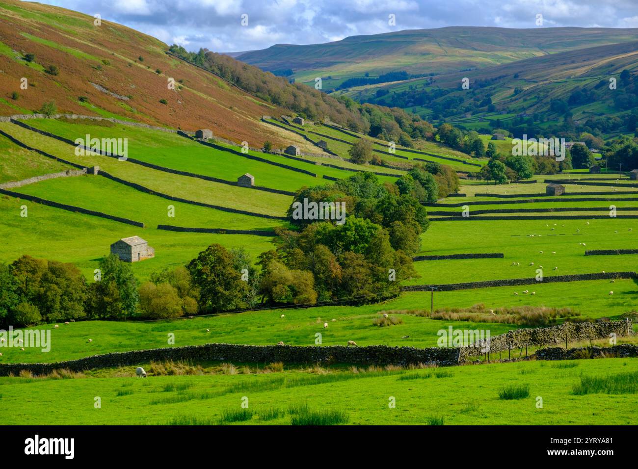 Vibrant early autumn landscape view of Swaledale drystone walls and ...