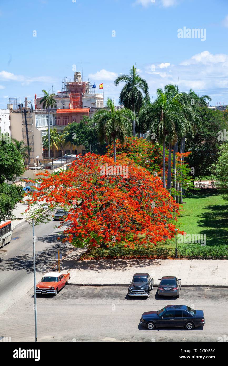 Blooming flamboyant trees and a red vintage car in plaza 13 de marzo in ...