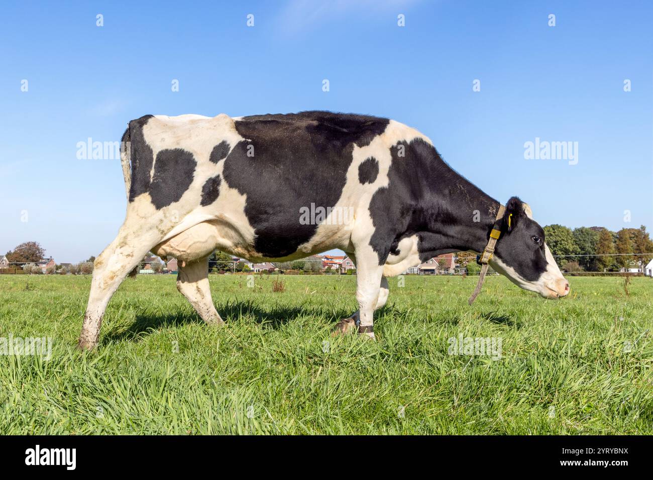 Walking cow grazing in a field, black and white spotted coat, fully in ...