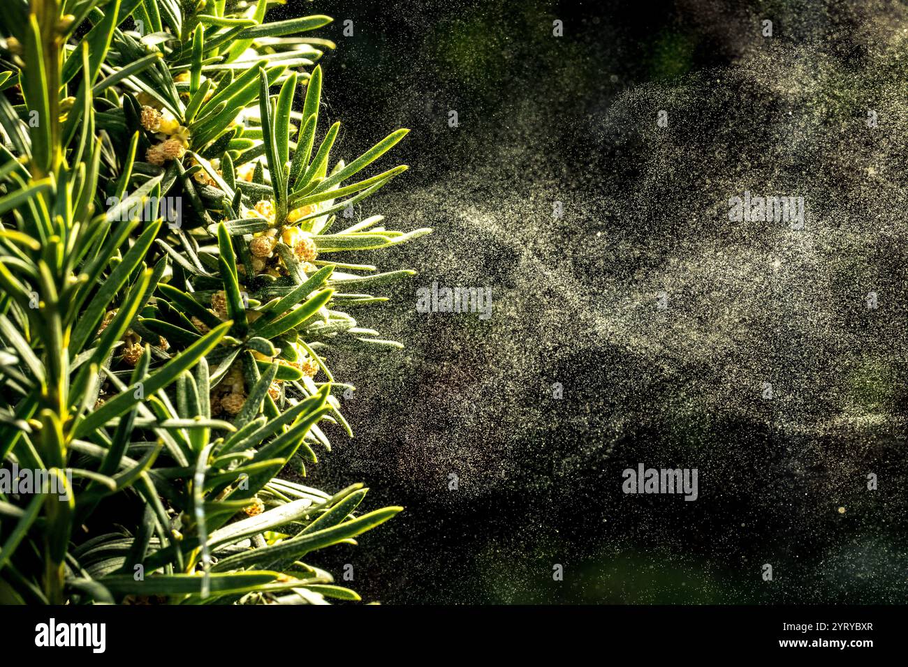 Close-up of yew tree releasing pollen, highlighting the process of ...