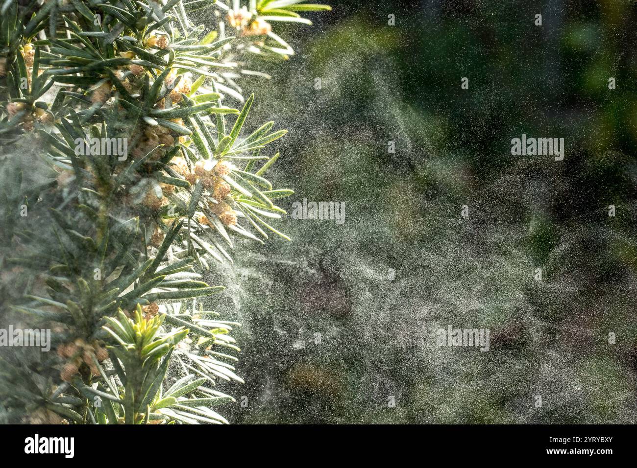 Pollen grains from a yew tree are spreading in the air, causing ...